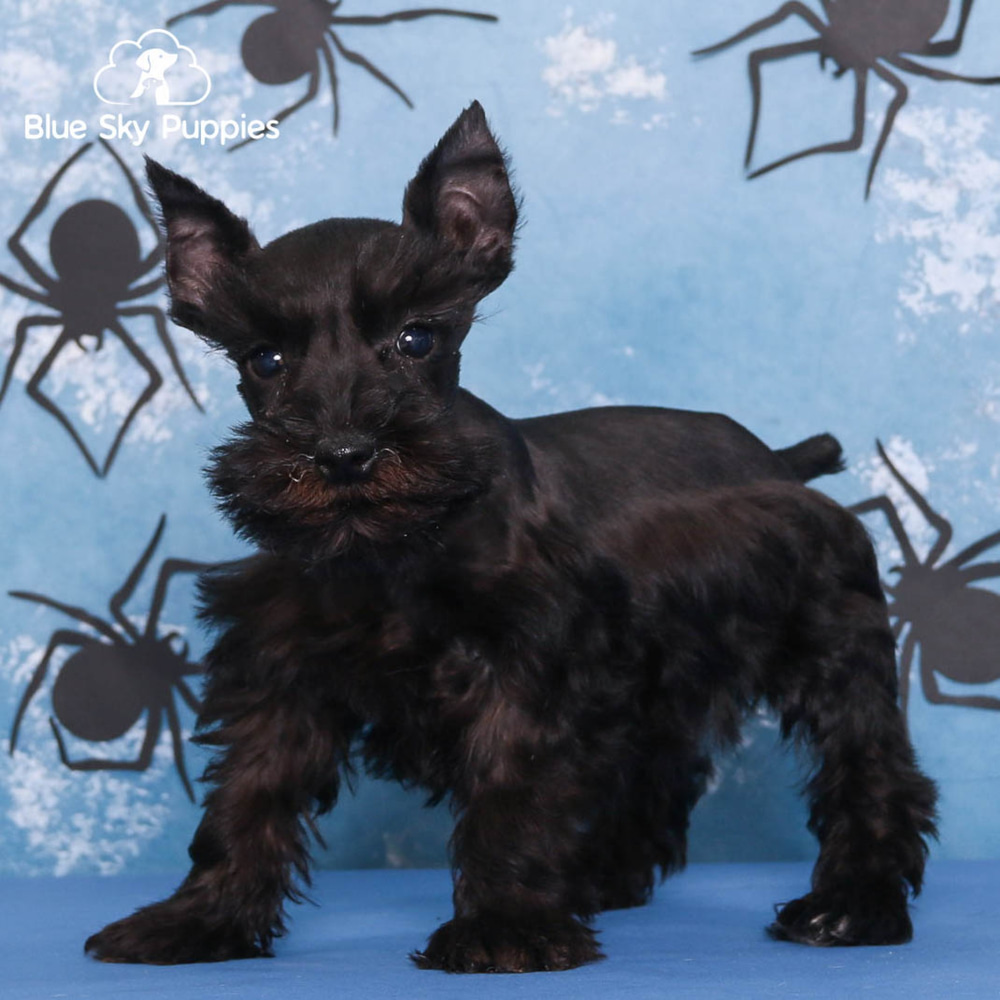 Gunner - Mini Schnauzer Puppy Adopted in Orlando FL, puppy ID #02085016 ...