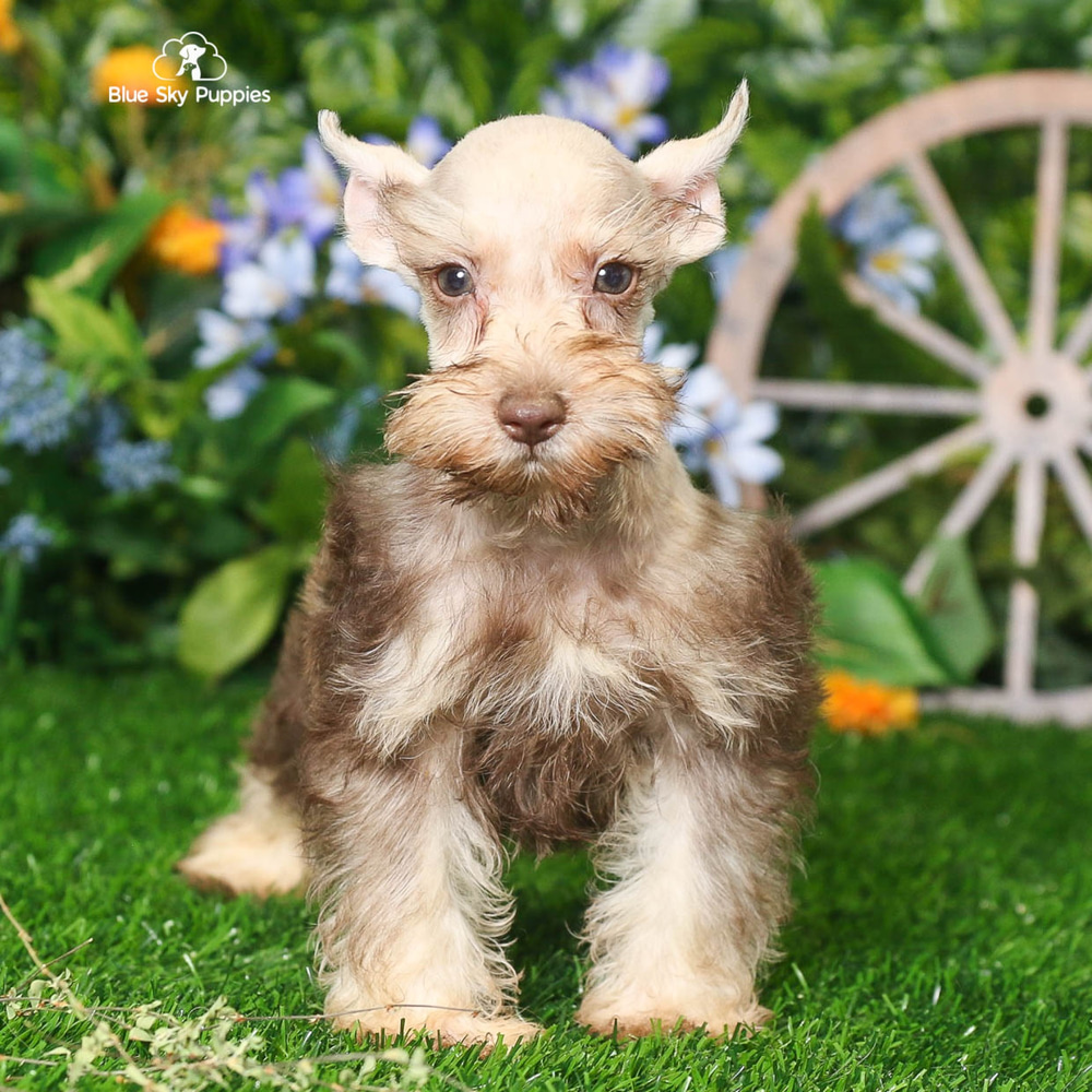 Edmund - Mini Schnauzer Puppy Adopted in Orlando FL, puppy ID #10348811 ...