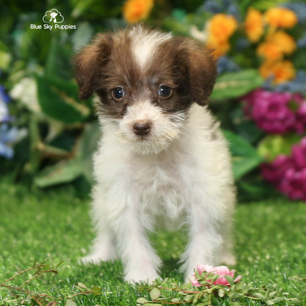 Laila - Mini Schnoodle (F1) Puppy Adopted in Orlando FL, puppy ID ...