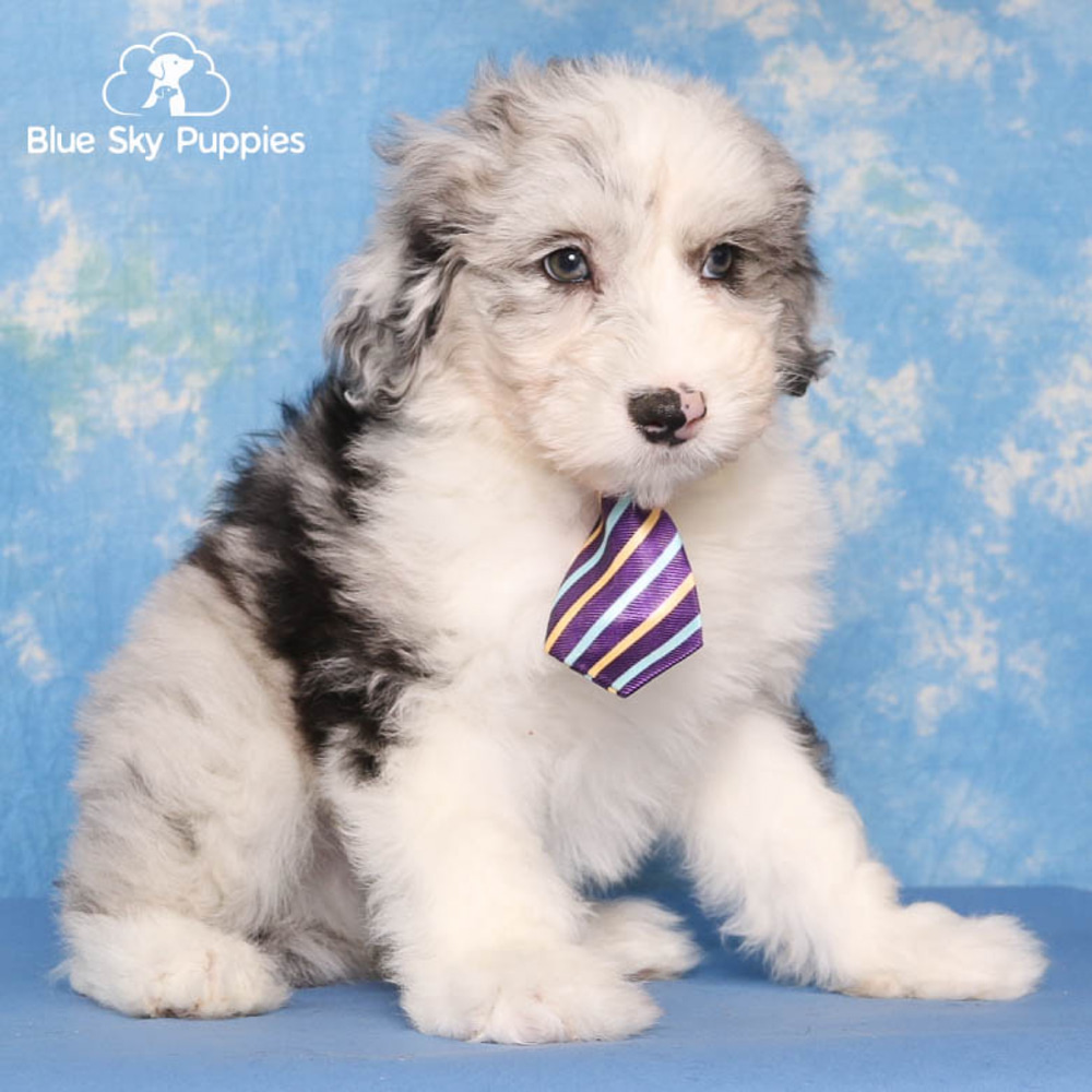 Hunter - Mini Sheepadoodle (F1) Puppy Adopted in Orlando FL, puppy ID ...