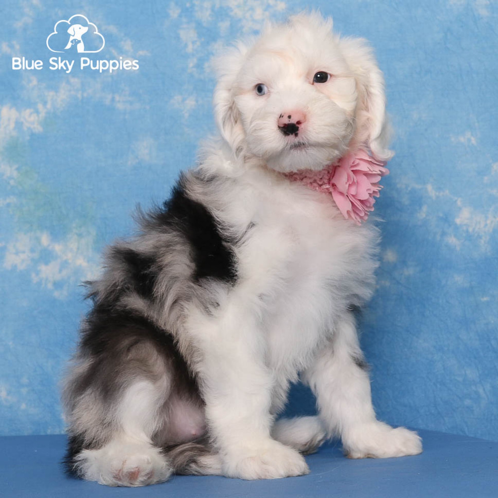 Sadie - Mini Sheepadoodle (F1) Puppy Adopted in Tampa Bay FL, puppy ID ...