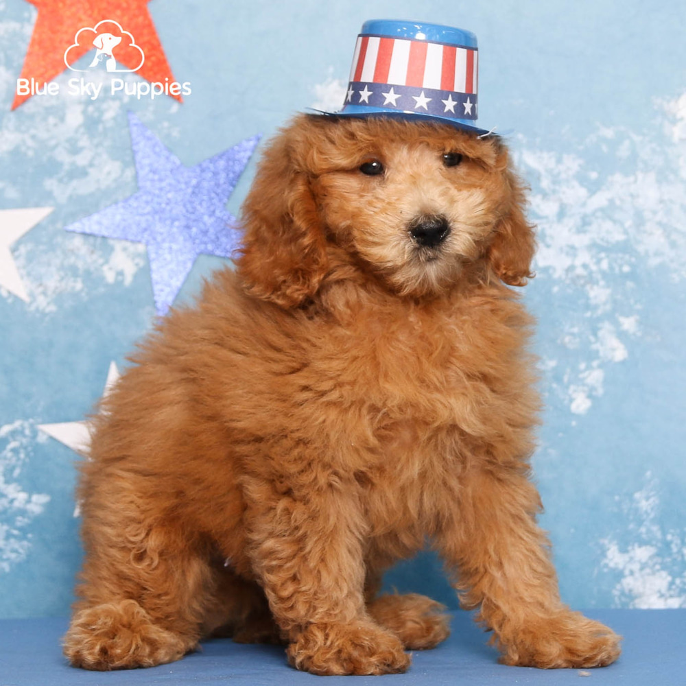 Rusty - Mini Whoodle (F1B) Puppy Adopted in Tampa Bay FL, puppy ID ...