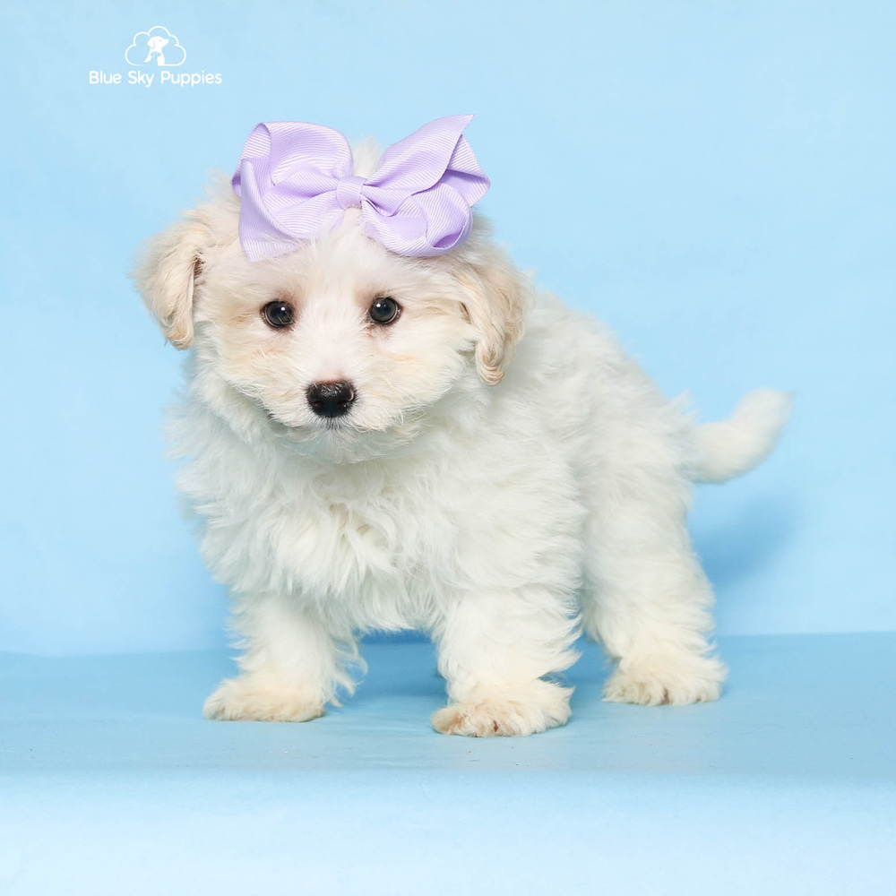 Genesis - Morkie (F1) Puppy Adopted in Tampa Bay, puppy ID #00262967 ...