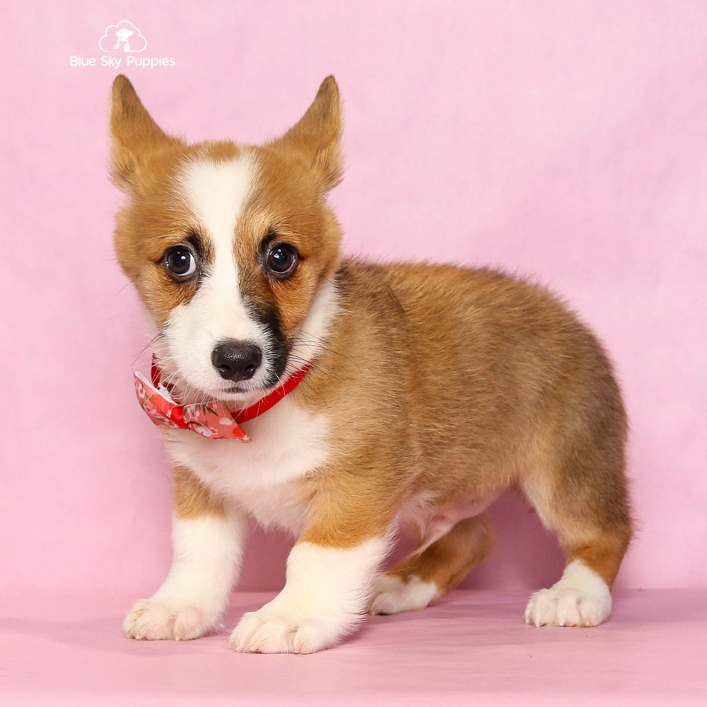 Iggy - Pembroke Welsh Corgi Puppy Adopted in Orlando FL, puppy ID #01282111 | Blue Sky Puppies