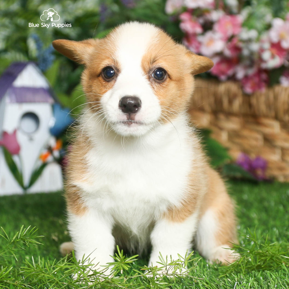 Lily - Pembroke Welsh Corgi Puppy Adopted in Tampa Bay FL, puppy ID ...