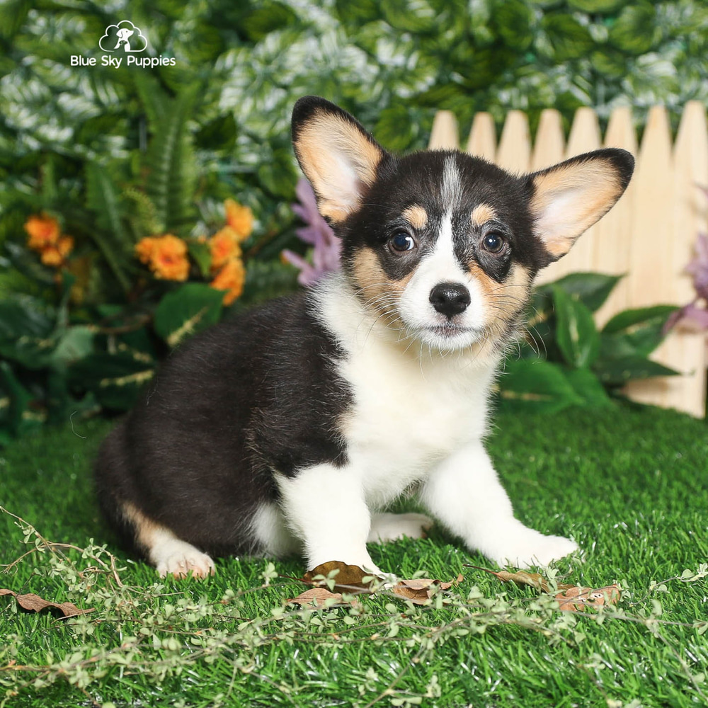 Marco - Pembroke Welsh Corgi Puppy Adopted in Tampa Bay, puppy ID #10321108 | Blue Sky Puppies