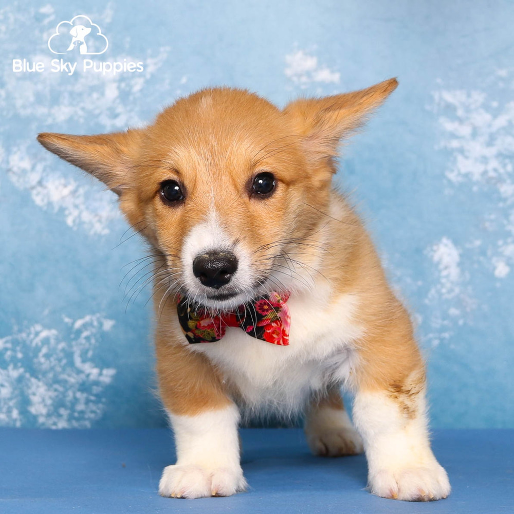 Yogi - Pembroke Welsh Corgi Puppy Adopted in Orlando FL, puppy ID #10345456 | Blue Sky Puppies
