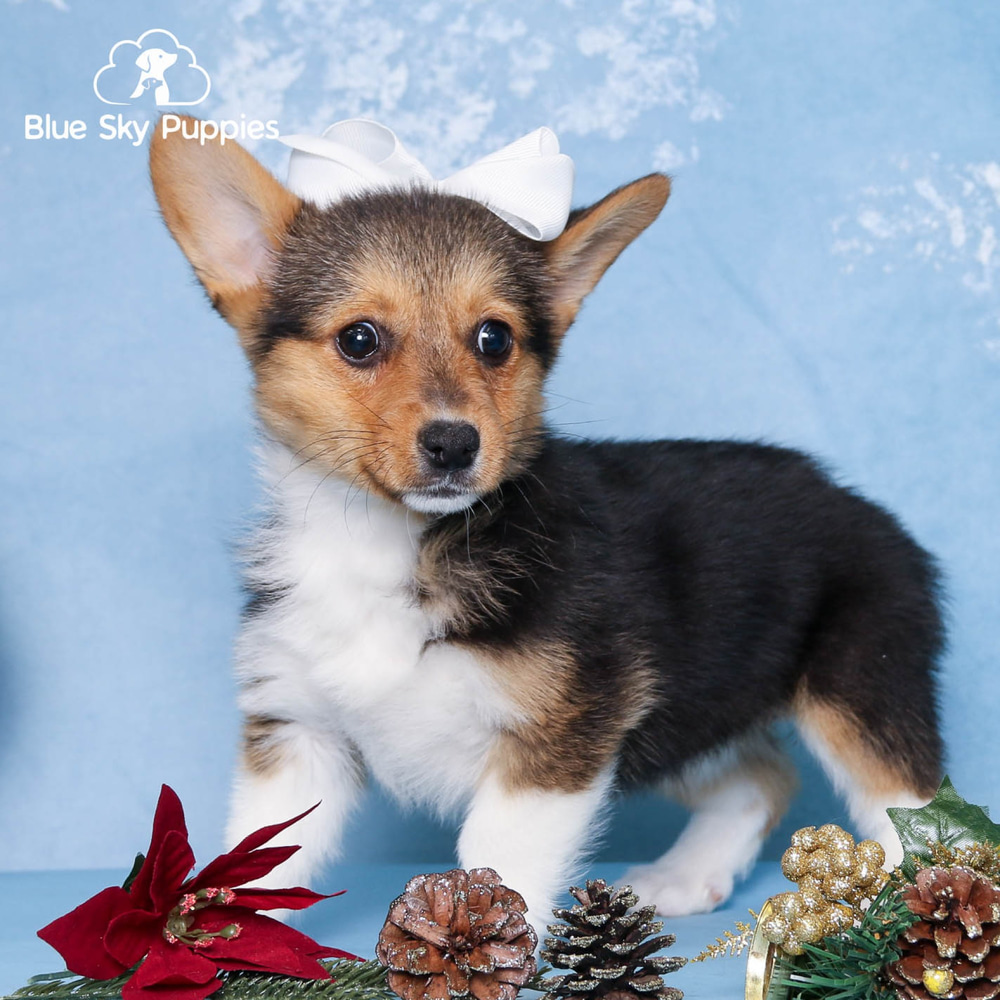 Kenya - Pembroke Welsh Corgi Puppy Adopted in Tampa Bay FL, puppy ID ...