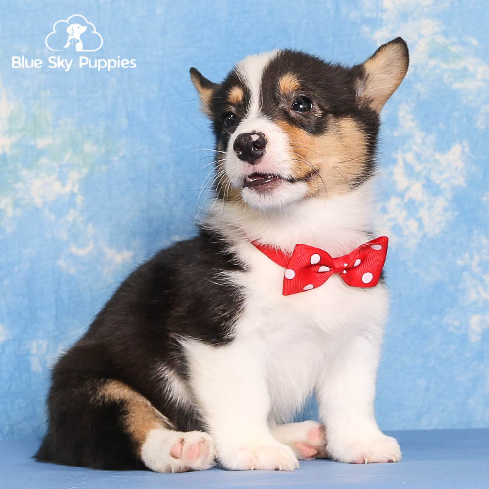 undefined - Pembroke Welsh Corgi Puppy Adopted in Orlando, puppy ID #60209123 | Blue Sky Puppies