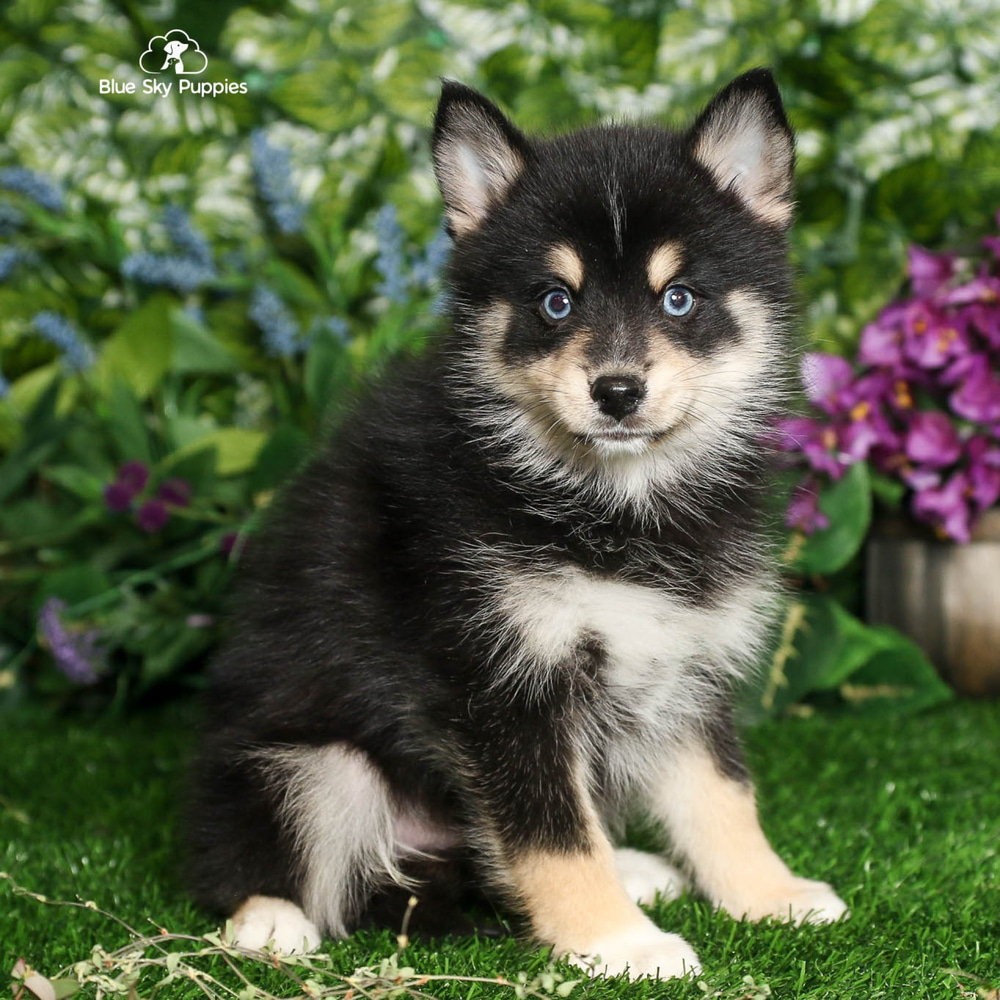Sarge - Pomsky (F1) Puppy Adopted in Tampa Bay FL, puppy ID #00977408 ...