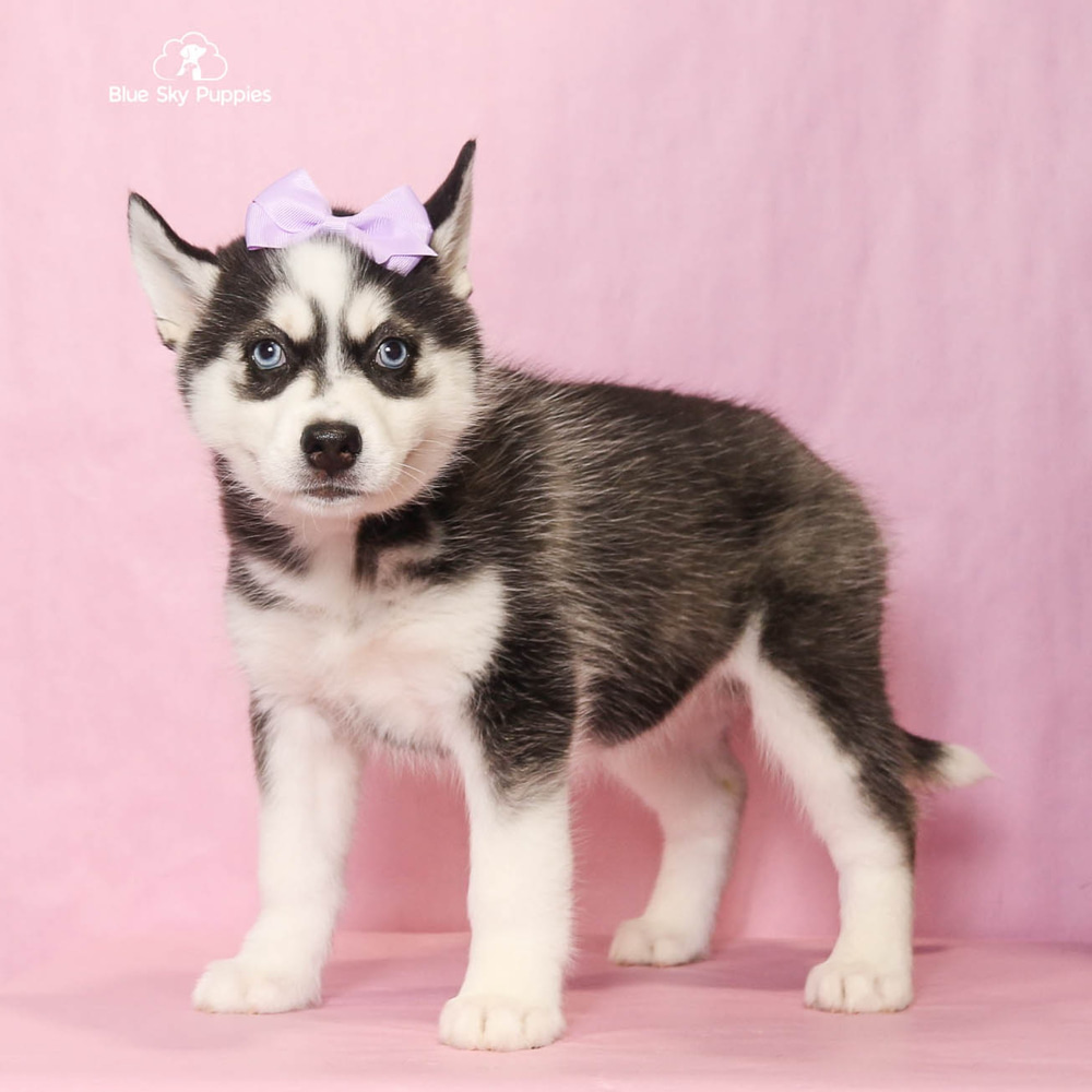 Leia - Pomsky (F1B) Puppy Adopted in Orlando FL, puppy ID #01278209 ...