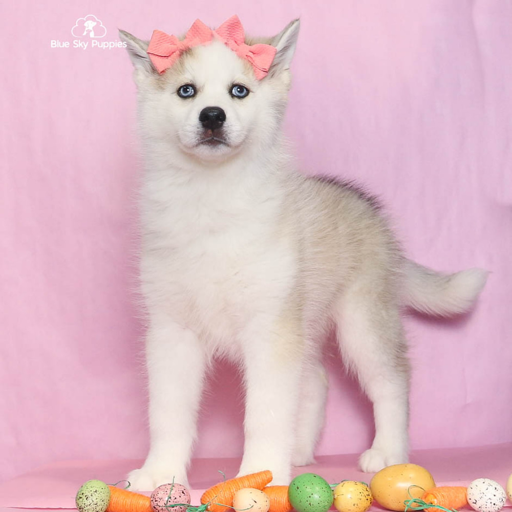 Aida - Pomsky (F1B) Puppy Adopted in Orlando, puppy ID #01280387 | Blue ...