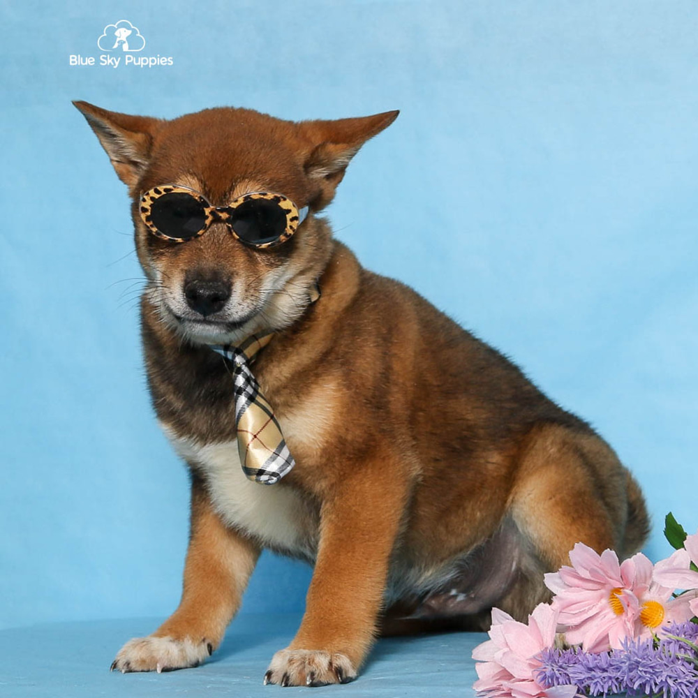 Joseph - Shiba Inu Puppy Adopted in Tampa Bay FL, puppy ID #00263995 ...