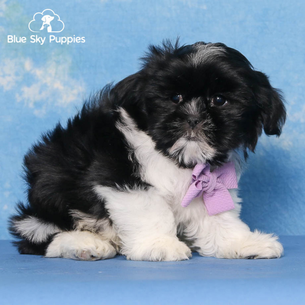 Shiloh - Shih Tzu Puppy Adopted in Tampa Bay FL, puppy ID #01395902 | Blue Sky Puppies