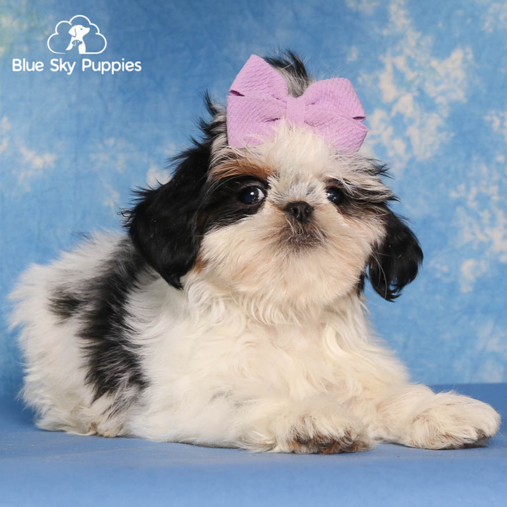 Maya - Shih Tzu Puppy Adopted in Orlando FL, puppy ID #06895617 | Blue Sky Puppies