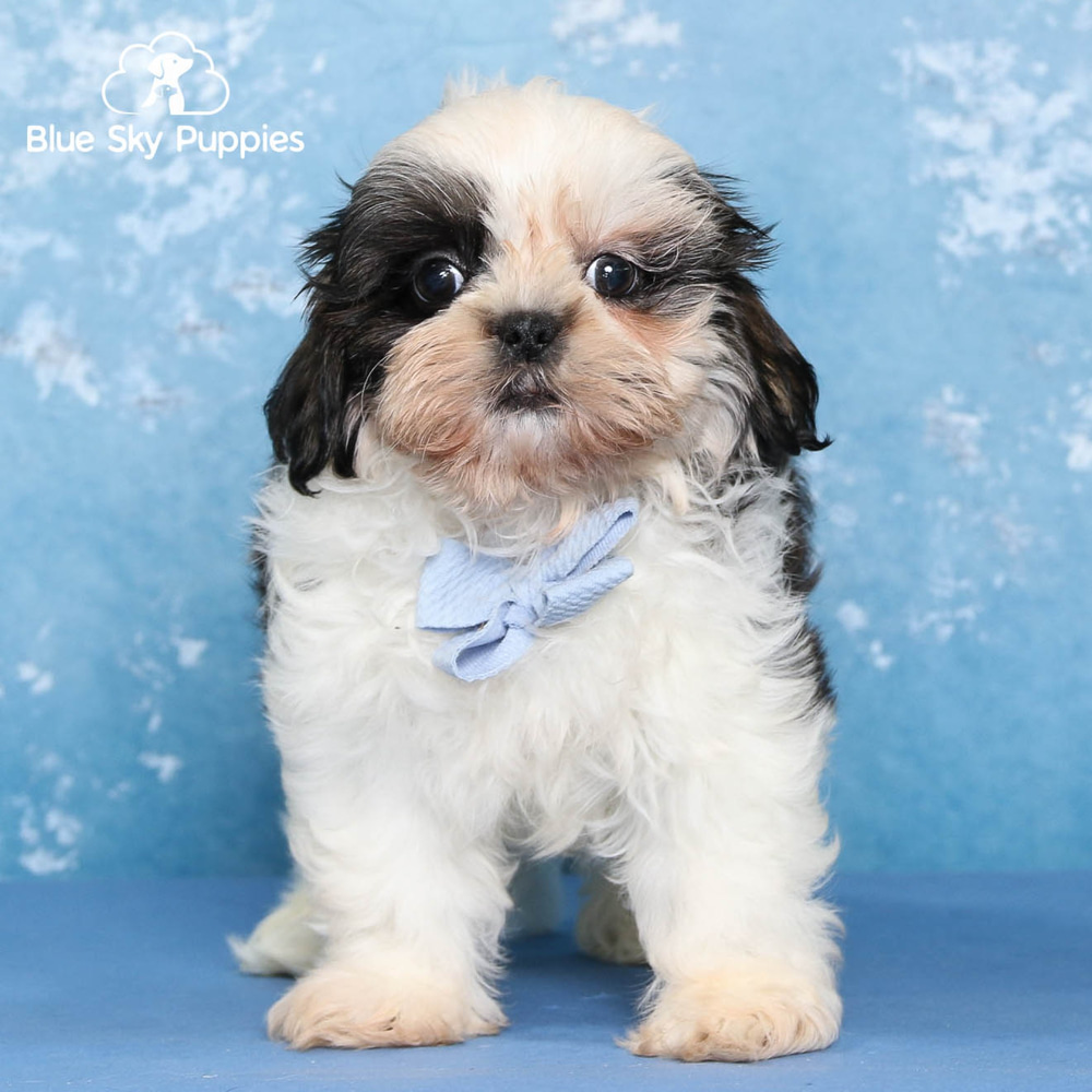Frank - Shih Tzu Puppy Adopted in Orlando FL, puppy ID #20862007 | Blue Sky Puppies