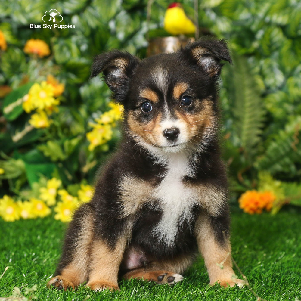 Rufus - Toy Australian Shepherd Puppy Adopted in Orlando, puppy ID ...
