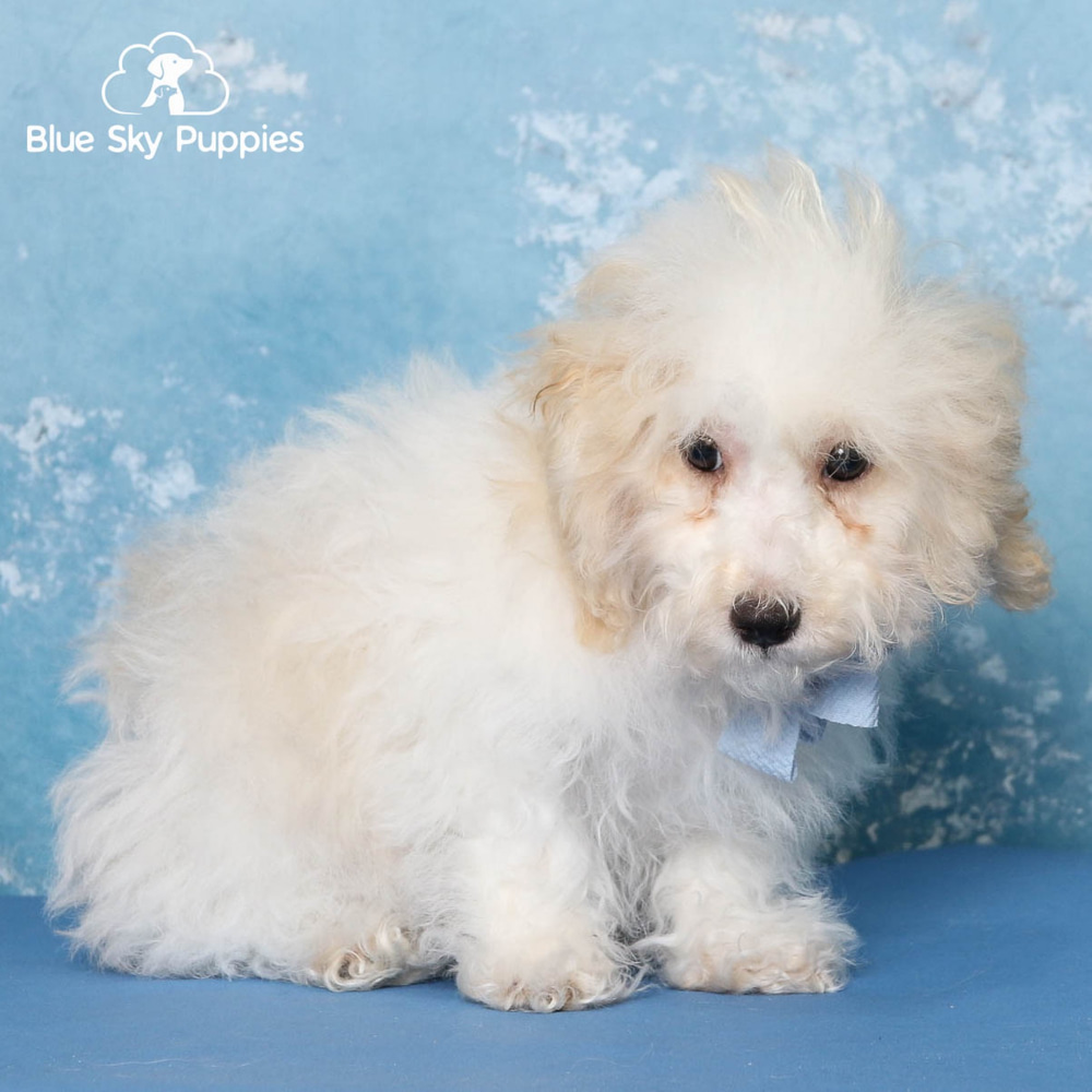 Artie - Toy Poodle Puppy Adopted in Tampa Bay FL, puppy ID #08088428 ...