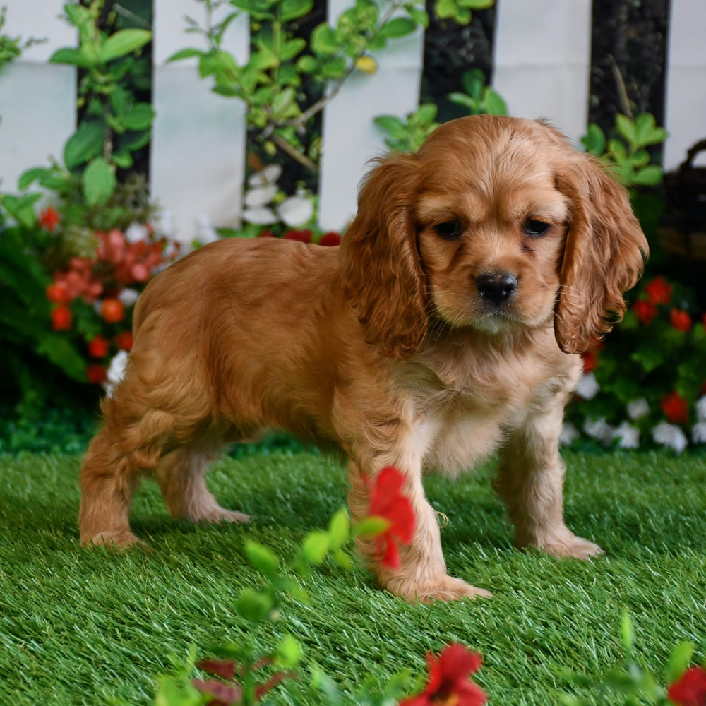 cocker spaniel puppy