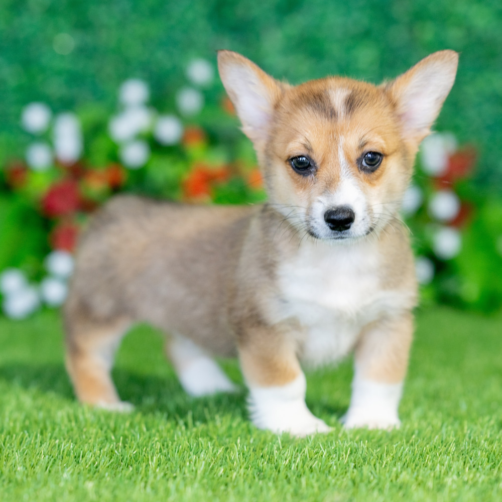 too cute corgi