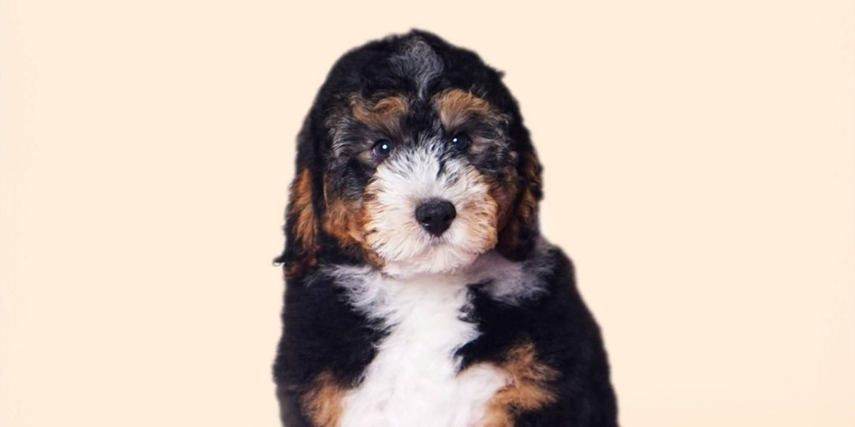 bernedoodle skybears