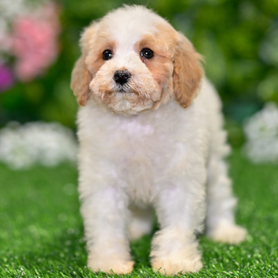 white cavapoo puppies