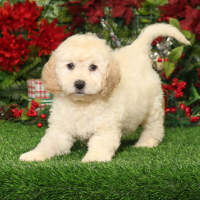 white miniature cockapoo