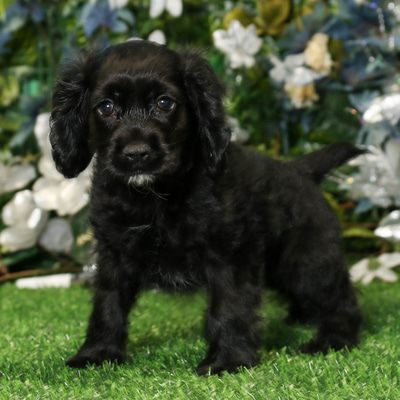 black spaniel pups