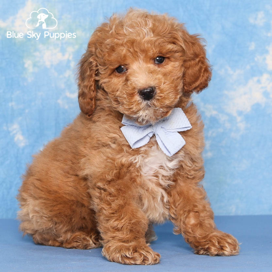 Mini Whoodle Whoodle Dog Breed Information And Pictures, Wheaten